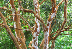 ARRAYÁN – Nativos de Cantillana